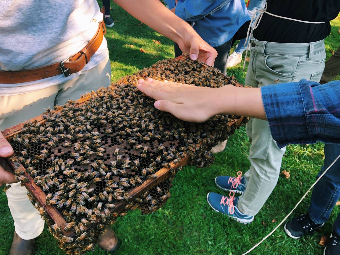 Our Un-bee-lievable Trip to the Apiary – OUTDOOR SCHOOL